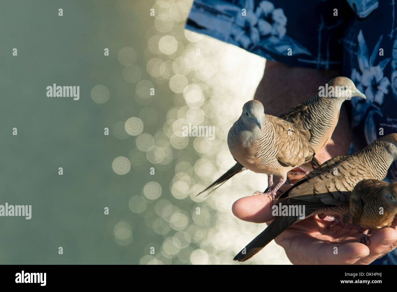 Person feeding pigeons hi-res stock photography and images - Alamy