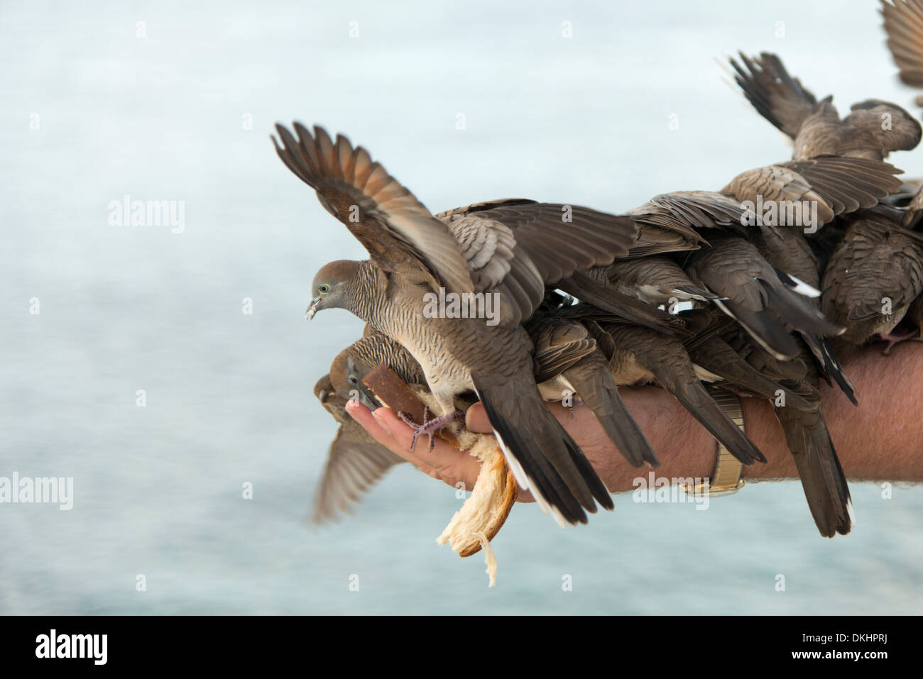 Pigeons feeding from a person's hand, Waikiki, Diamond Head, Kapahulu ...