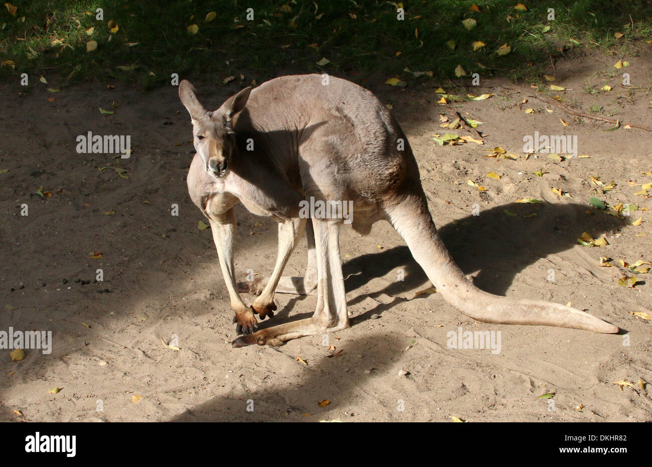 Red Kangaroo (Macropus rufus Stock Photo - Alamy