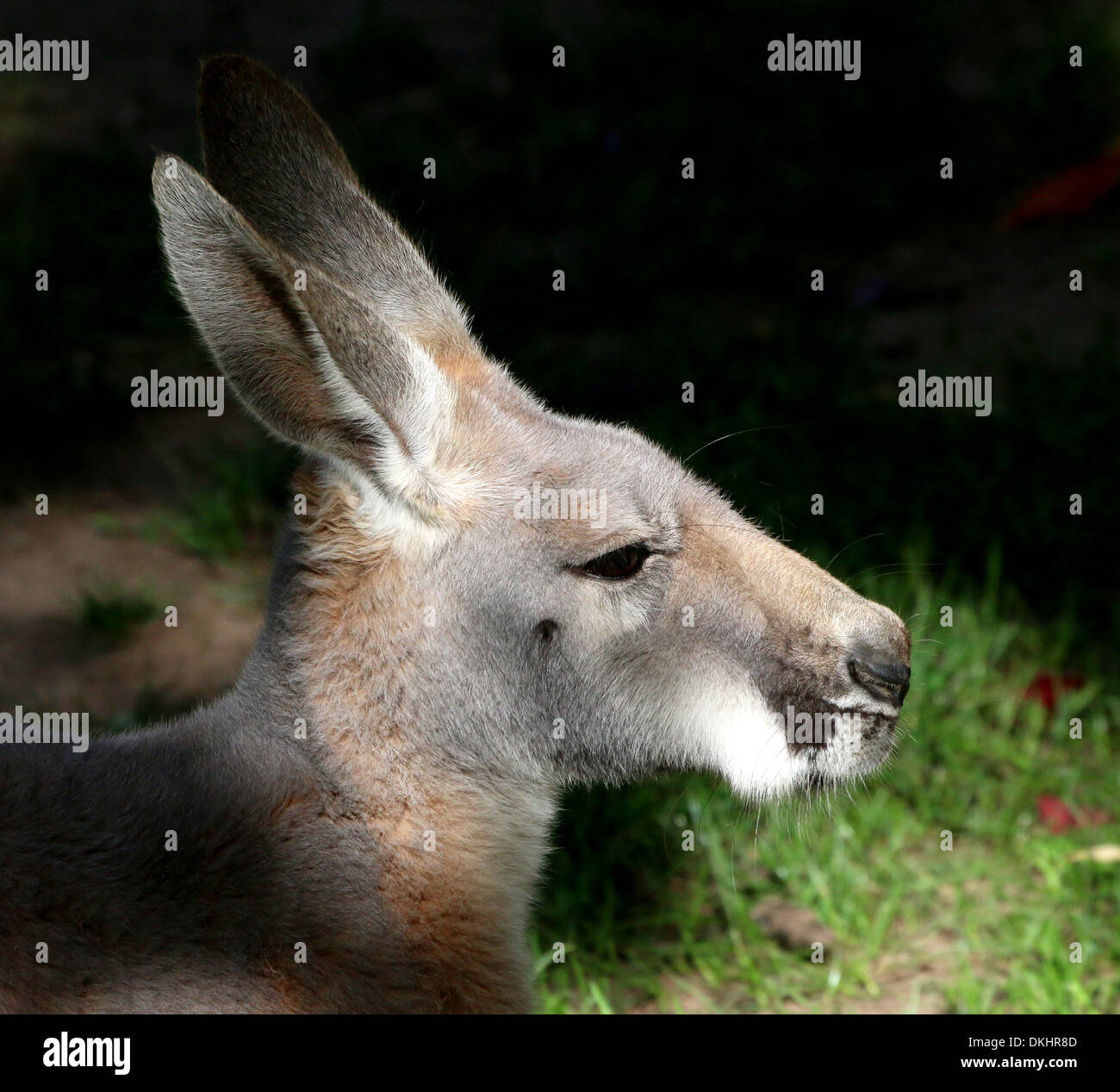 Red Kangaroo (Macropus rufus) mug-shot Stock Photo - Alamy