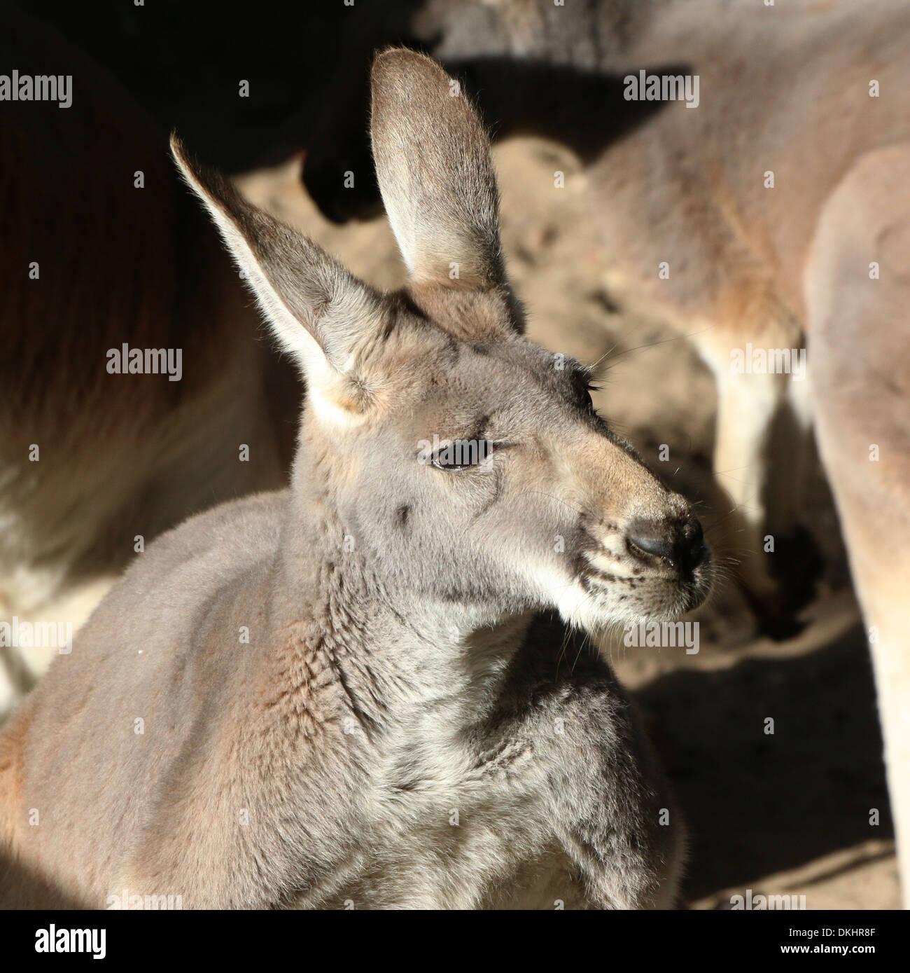 Close-up of the head and upper body of a Red Kangaroo (Macropus rufus ...