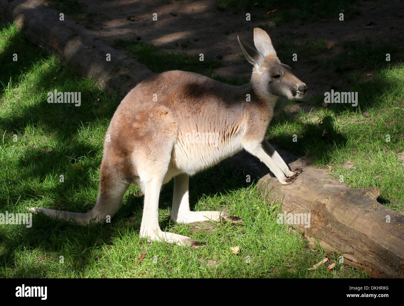 Red Kangaroo (Macropus rufus) in a zoo setting Stock Photo - Alamy