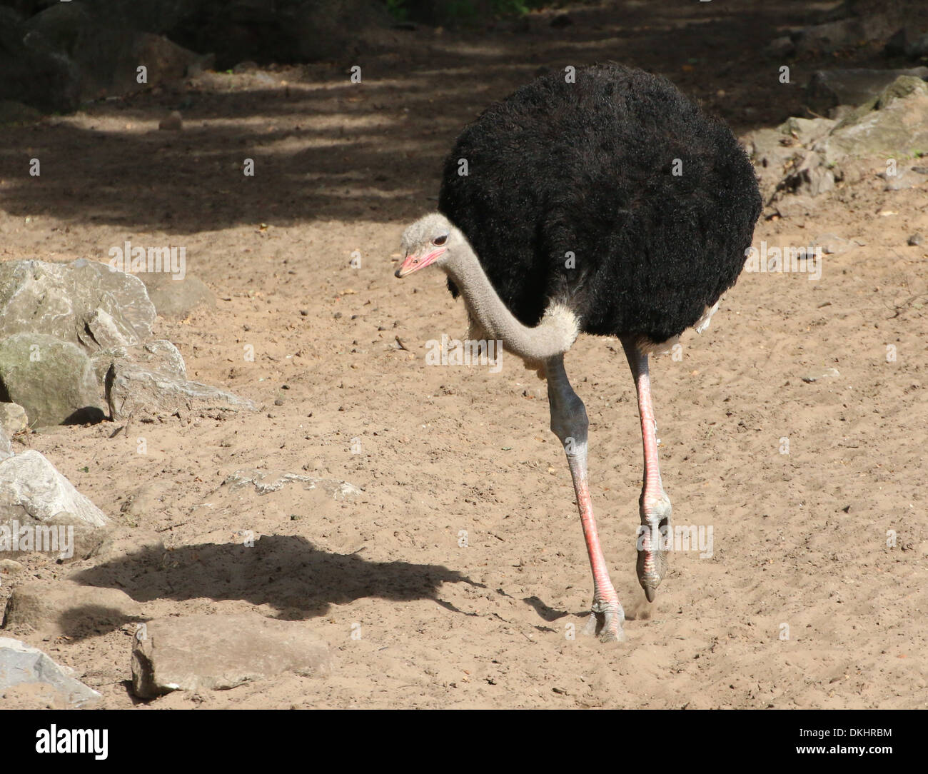Male Common Ostrich (Struthio camelus Stock Photo - Alamy