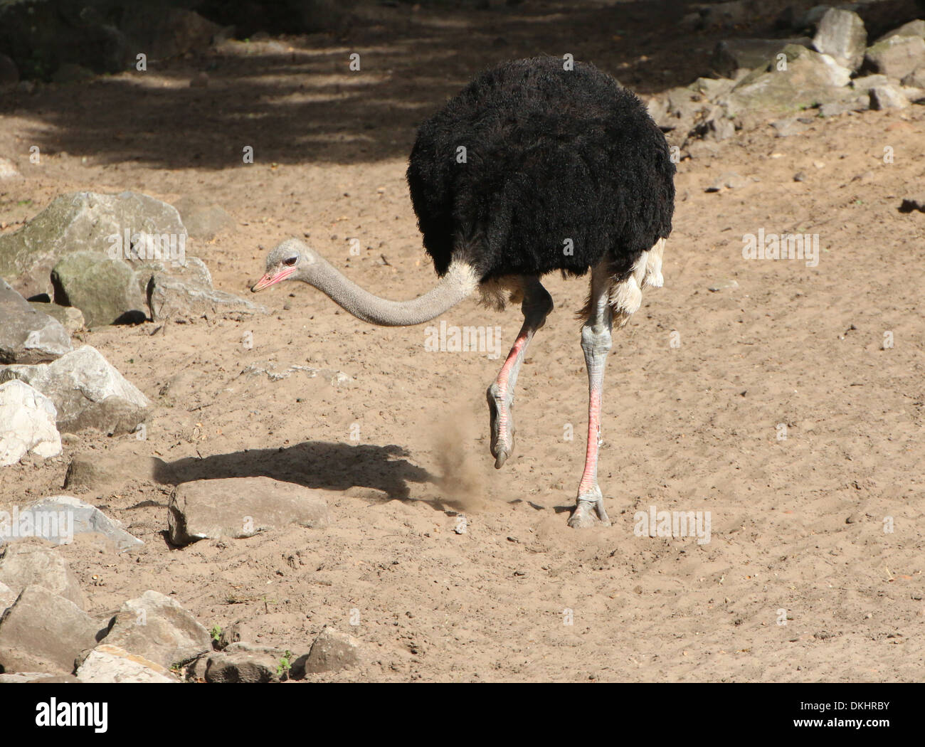 Male Common Ostrich (Struthio camelus Stock Photo - Alamy