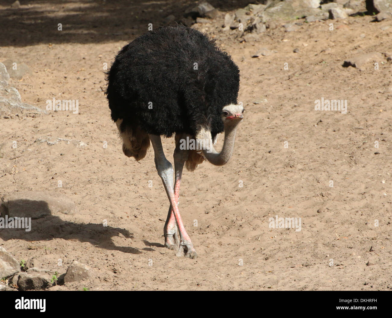 Male Common Ostrich (Struthio camelus Stock Photo - Alamy