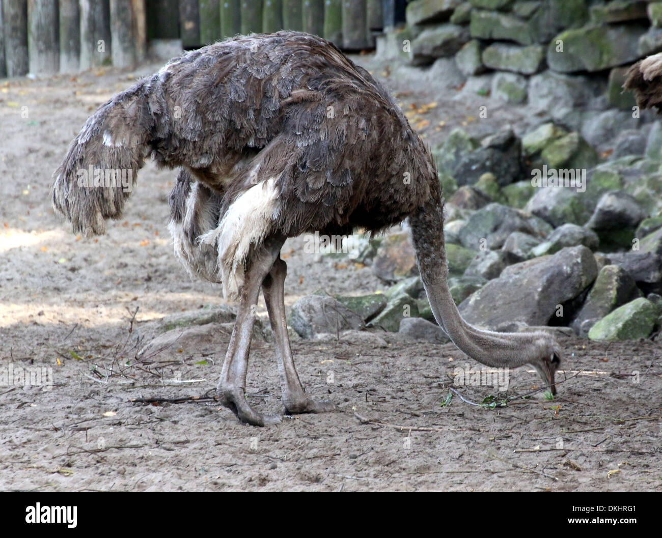 Female Common Ostrich (Struthio camelus Stock Photo - Alamy