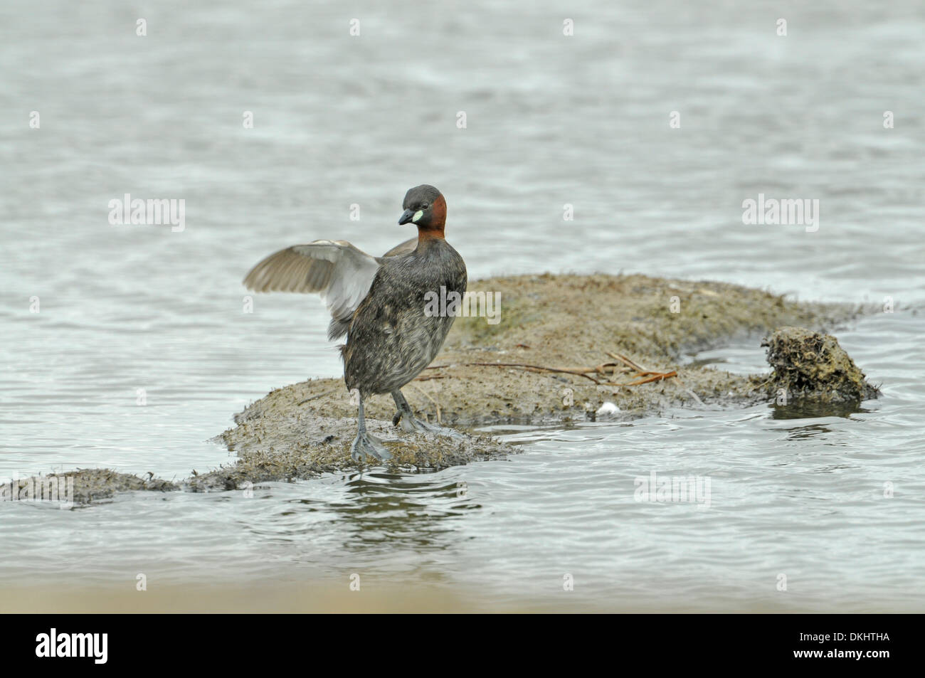 Little grebe (Tachybaptus ruficollis), out of water on a mud spit and ...