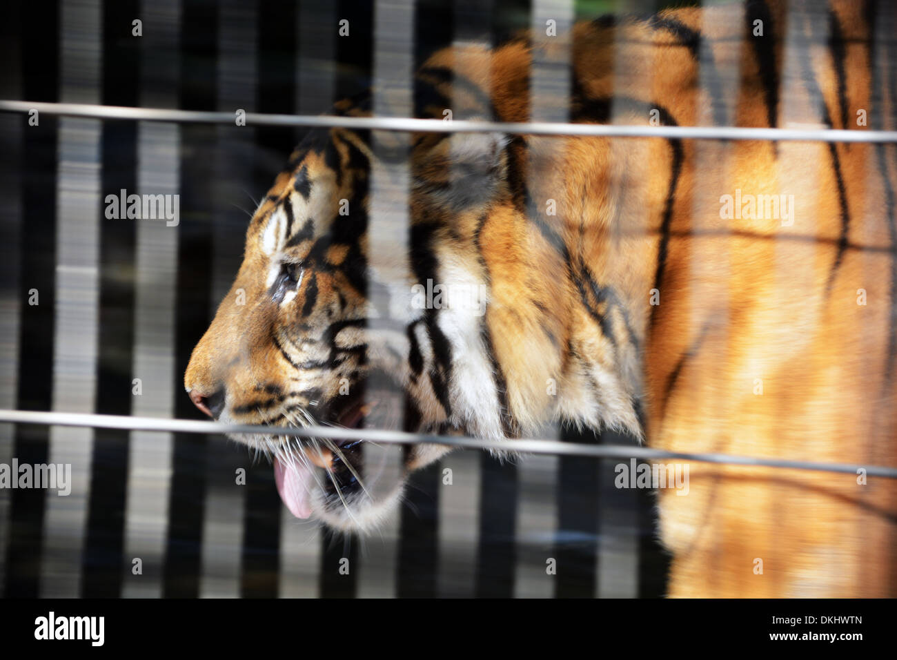 Tiger trap hi-res stock photography and images - Alamy