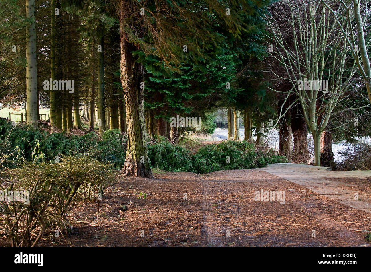 Storm damage winter storm damage hi-res stock photography and images ...
