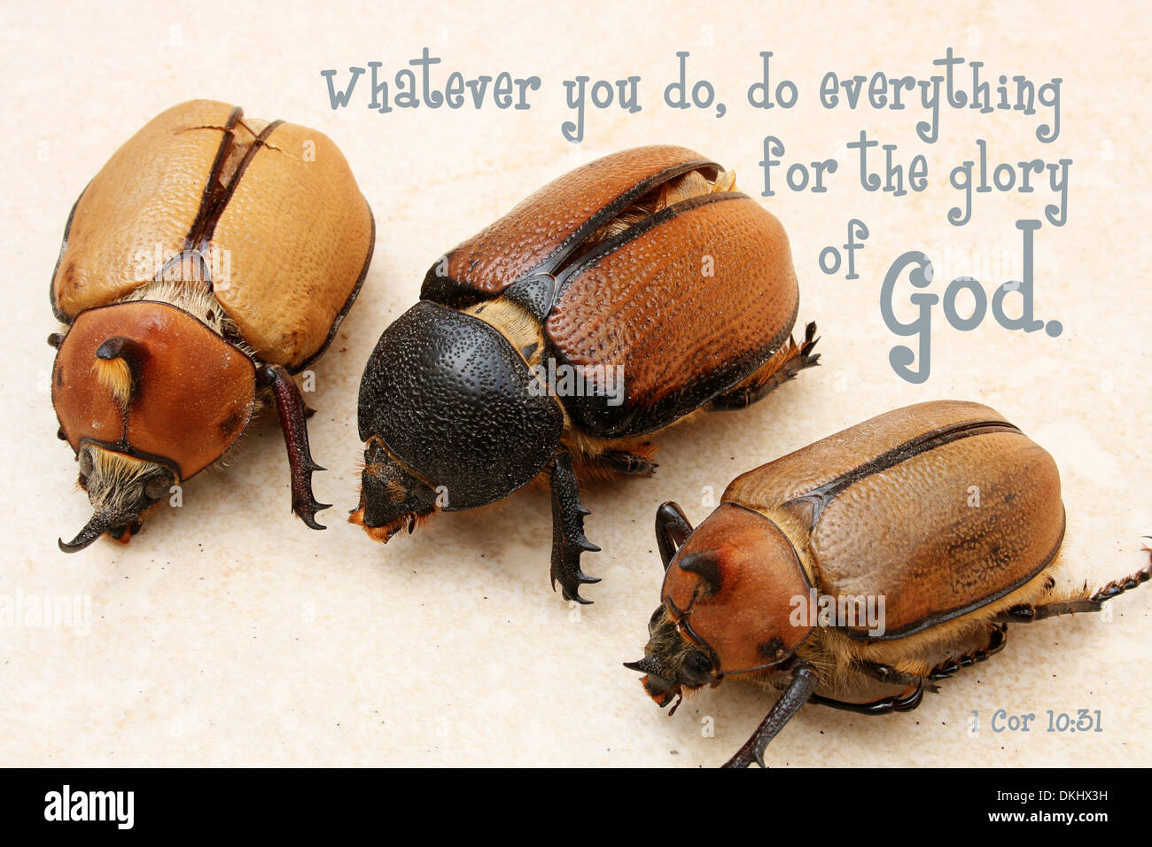 1 Corinthians Stock Photos & 1 Corinthians Stock Images - Alamy