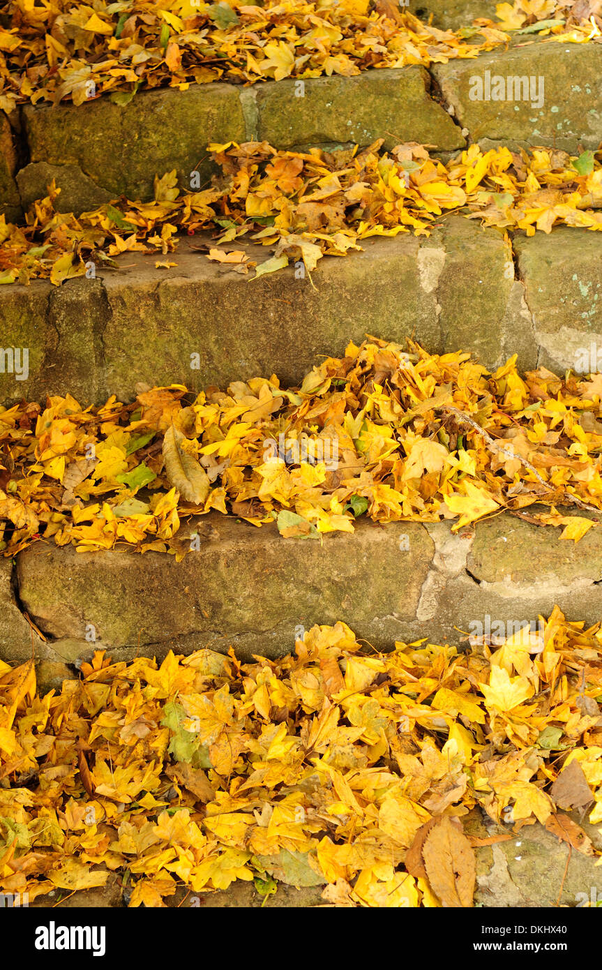 Autumn Golden Leafs on Stone Steps Stock Photo - Alamy