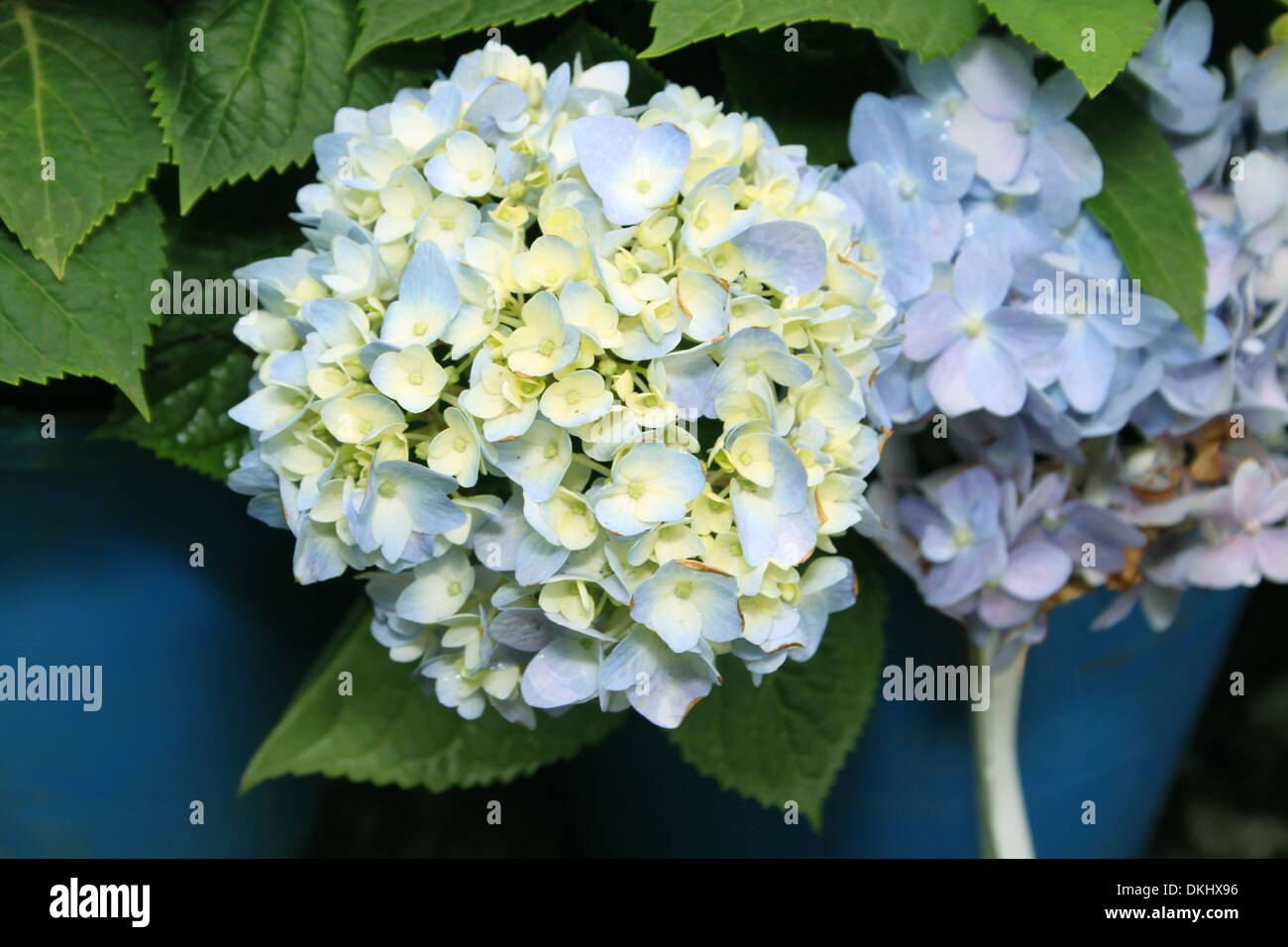 Flora Unique Endless Summer Blue Hydrangea Picture Stock Photo - Alamy