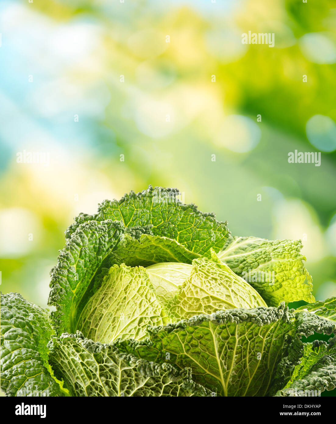 Cabbage in the garden hi-res stock photography and images - Alamy