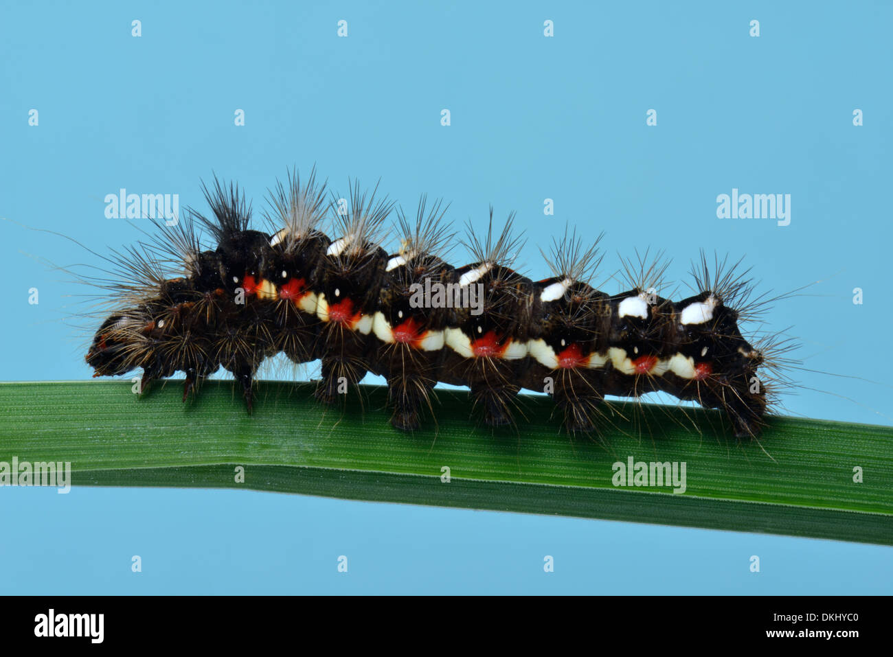 Knot grass moth caterpillar hi-res stock photography and images - Alamy