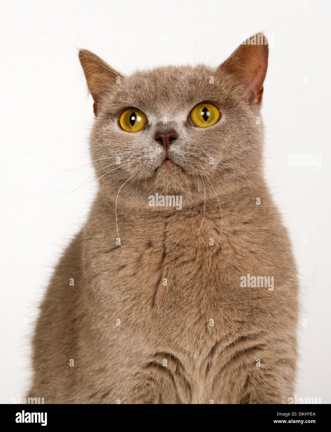 British Shorthaired Lilac Cat Stock Photo - Alamy