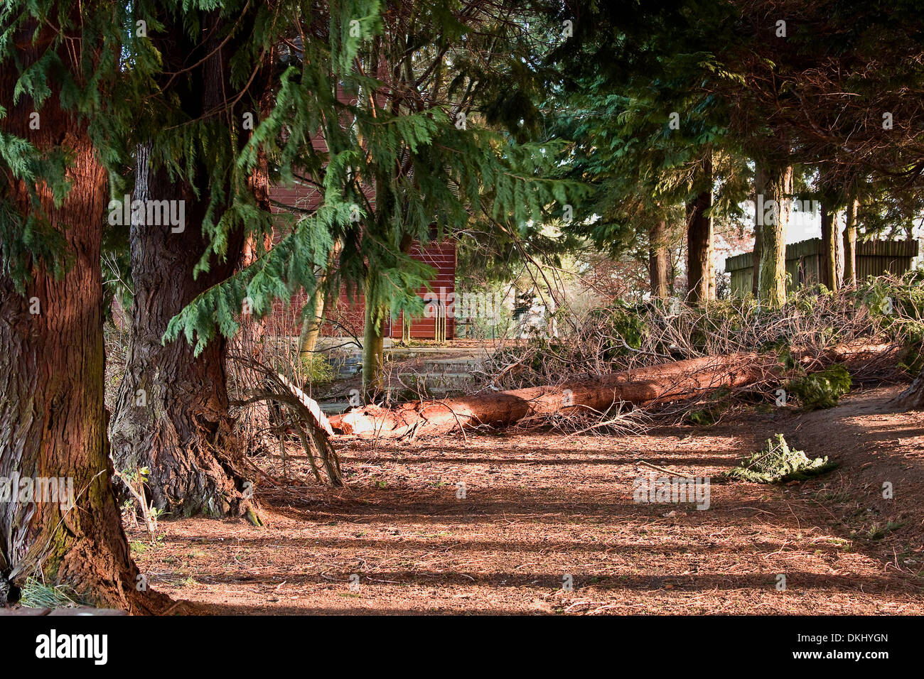 Storm damage winter storm damage hi-res stock photography and images ...