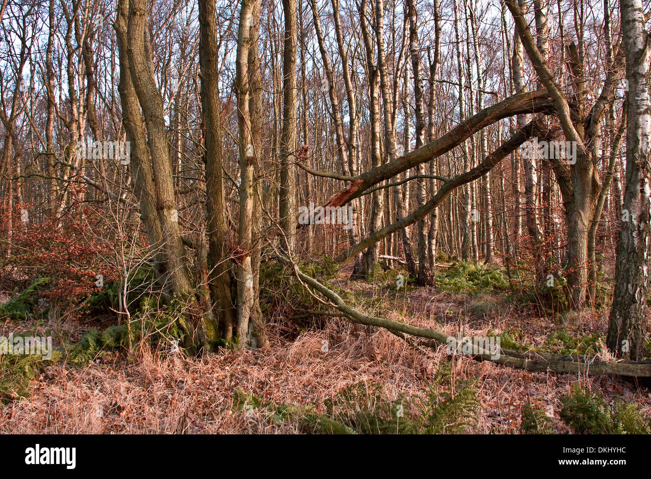 Storm damage winter storm damage hi-res stock photography and images ...