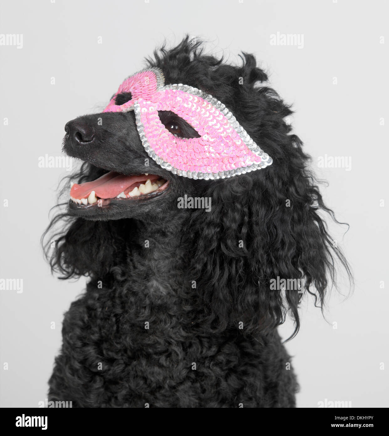 Dogs Name On The Mask