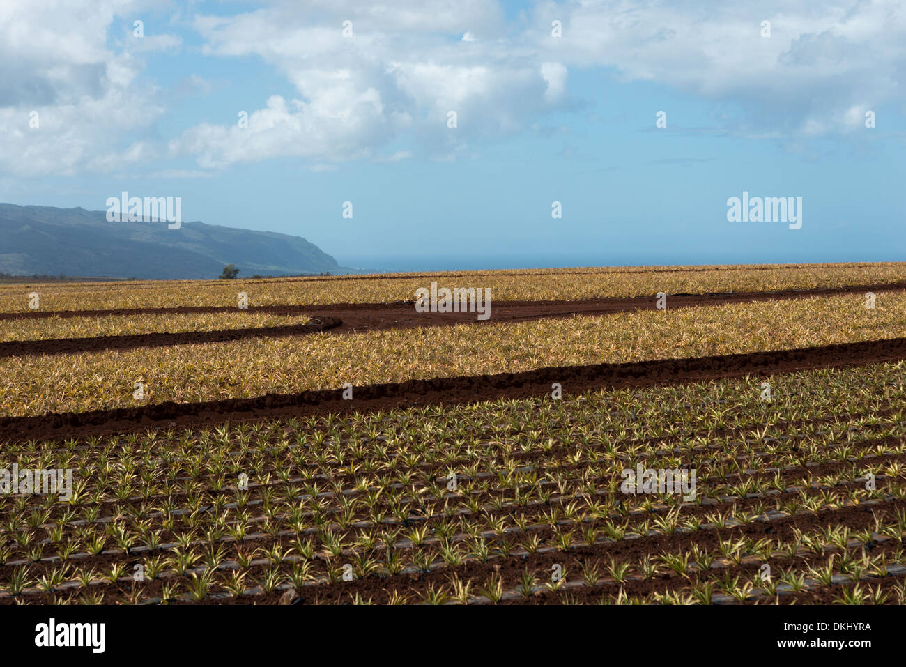Wahiawa hi-res stock photography and images - Alamy