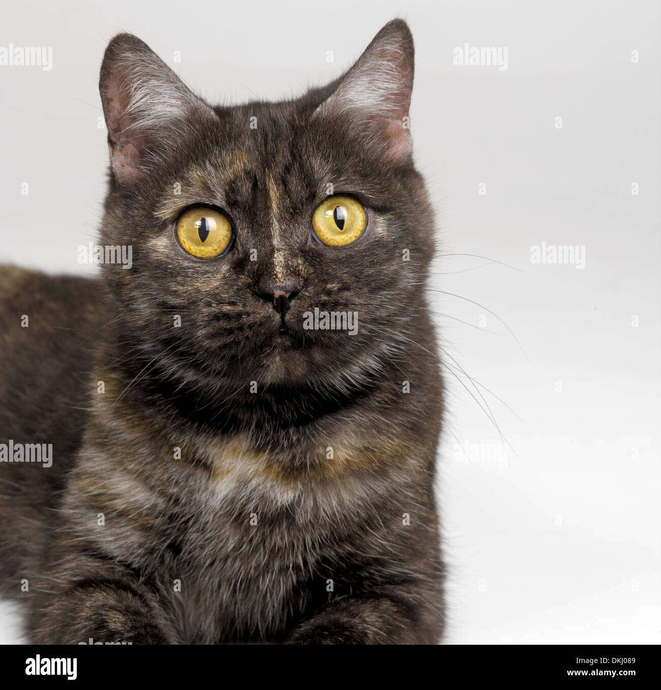 British Blue Smoke Tortoiseshell Cat Stock Photo - Alamy