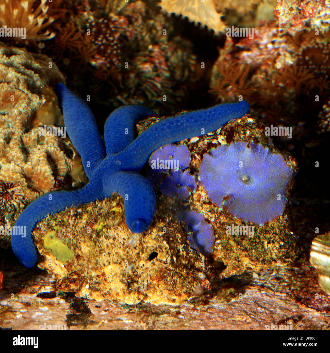 Comet starfish hi-res stock photography and images - Alamy