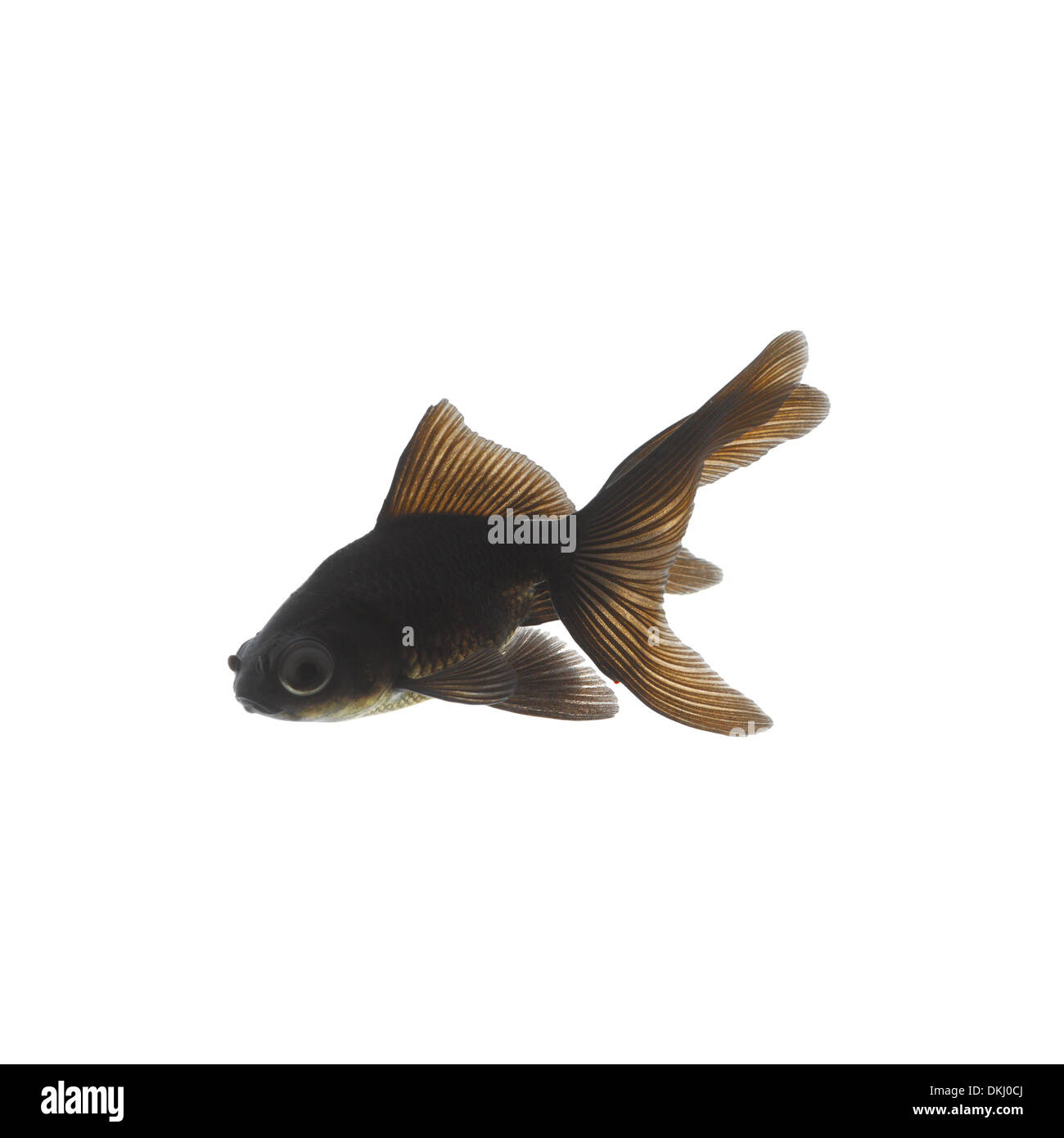 Black moor goldfish hi-res stock photography and images - Alamy