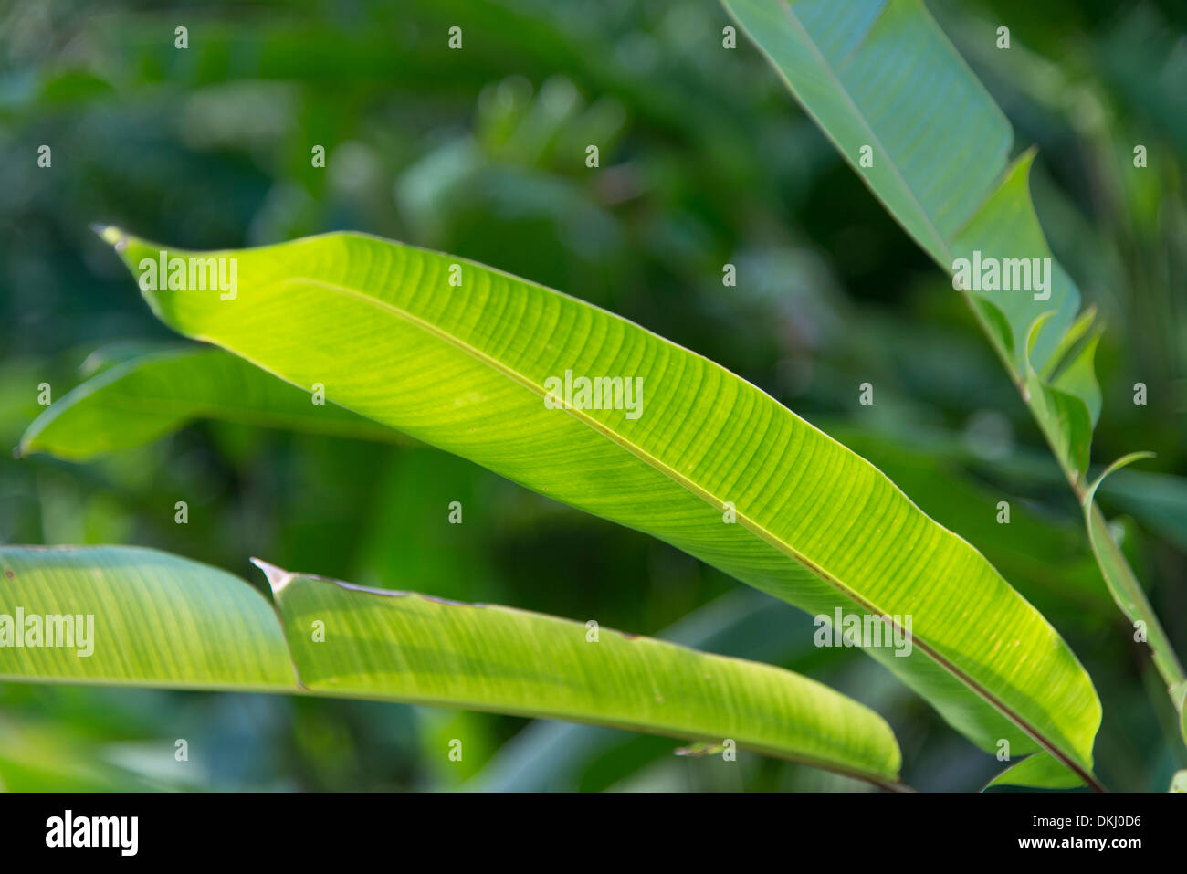Close-up of tropical plant leaves, Haleiwa, North Shore, Oahu, Hawaii ...