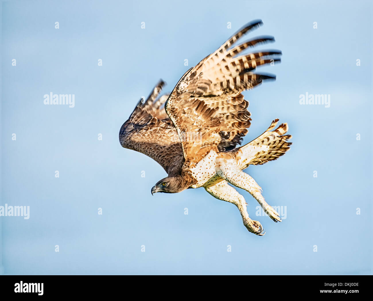 Masai mara eagle hi-res stock photography and images - Alamy