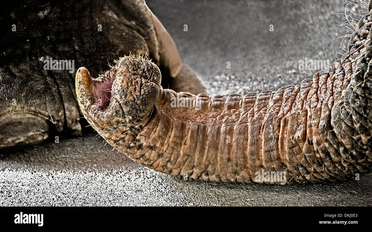 Elephant trunk up close hi-res stock photography and images - Alamy