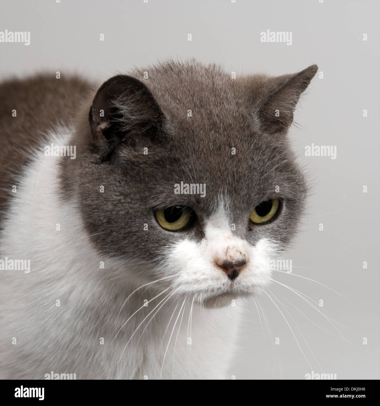British shorthaired cat Stock Photo - Alamy