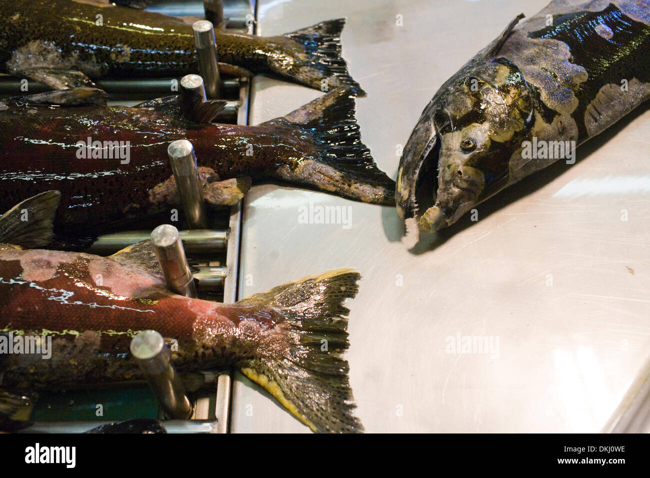 Death of a salmon hi-res stock photography and images - Alamy