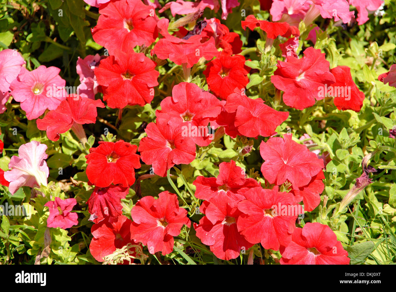Flowers in Bulgaria Stock Photo - Alamy