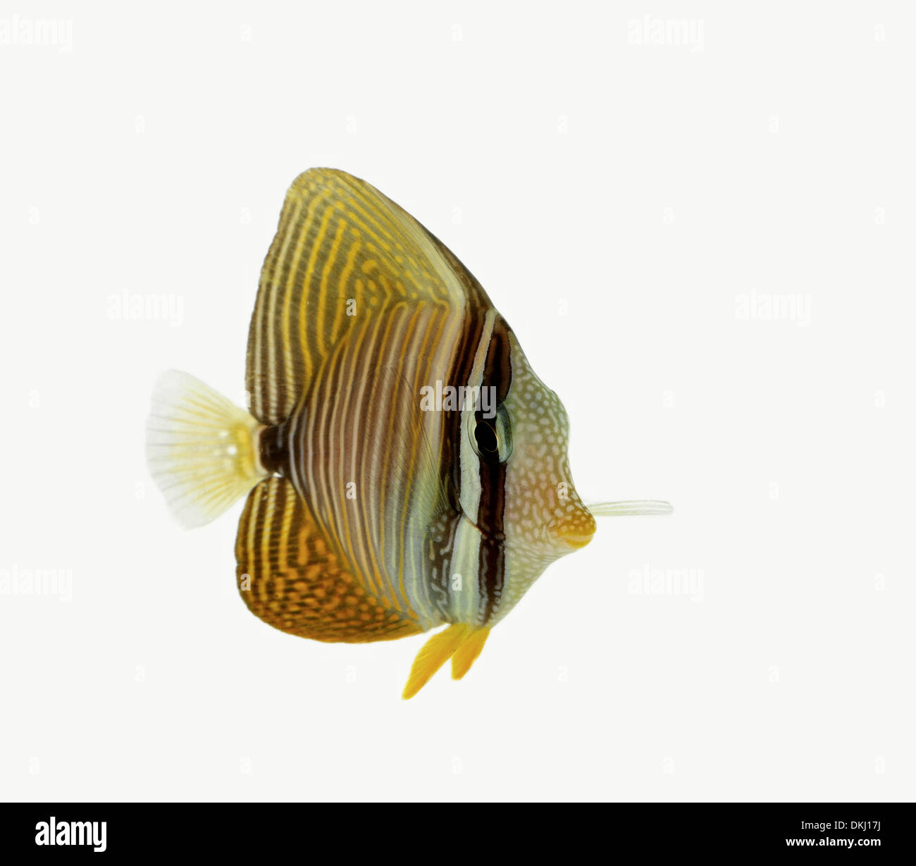 Butterfly fish Cut Out Stock Images & Pictures - Alamy