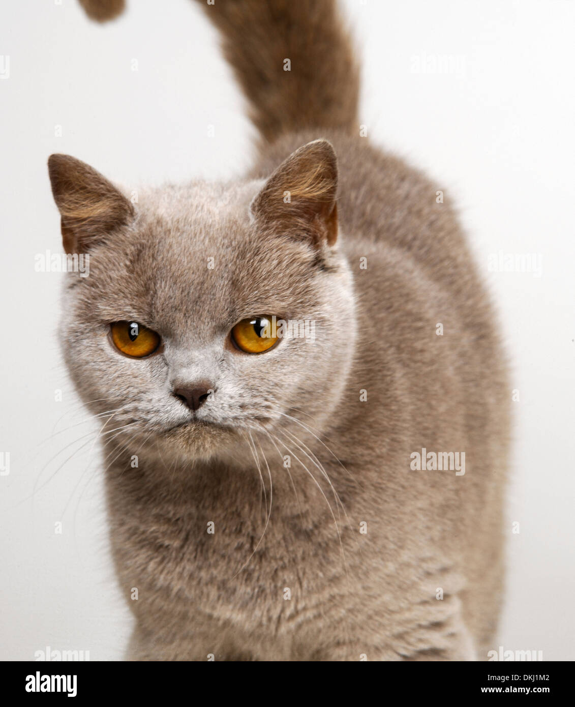 British Lilac Cat Stock Photo - Alamy
