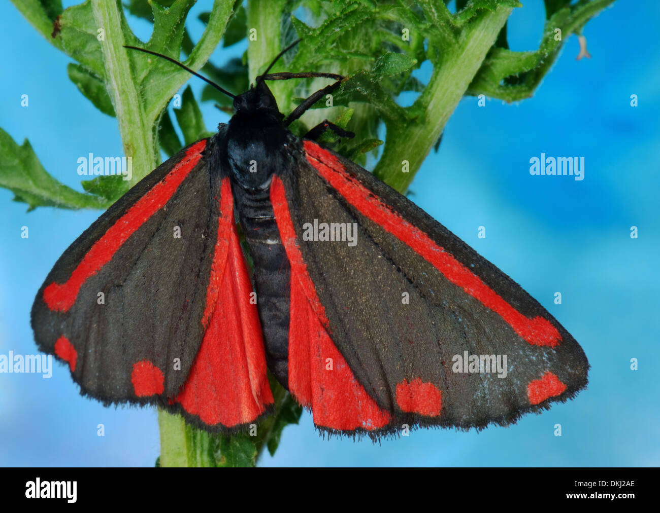 Cinnabar moth hi-res stock photography and images - Alamy