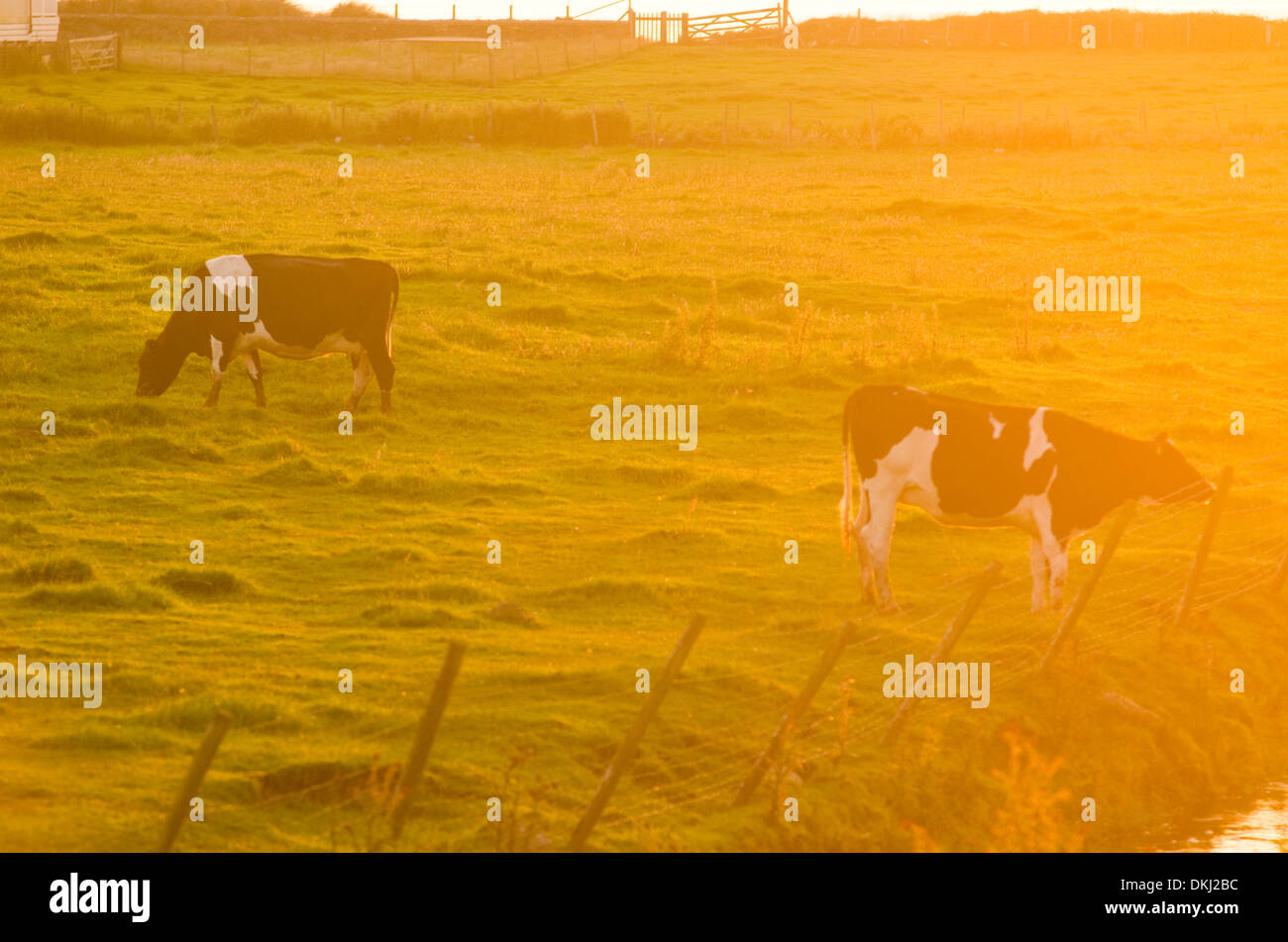Multiple cows hi-res stock photography and images - Alamy