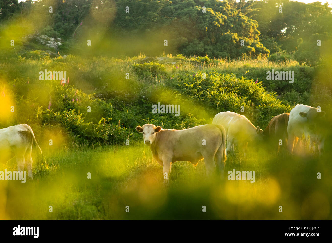 Multiple cows hi-res stock photography and images - Alamy
