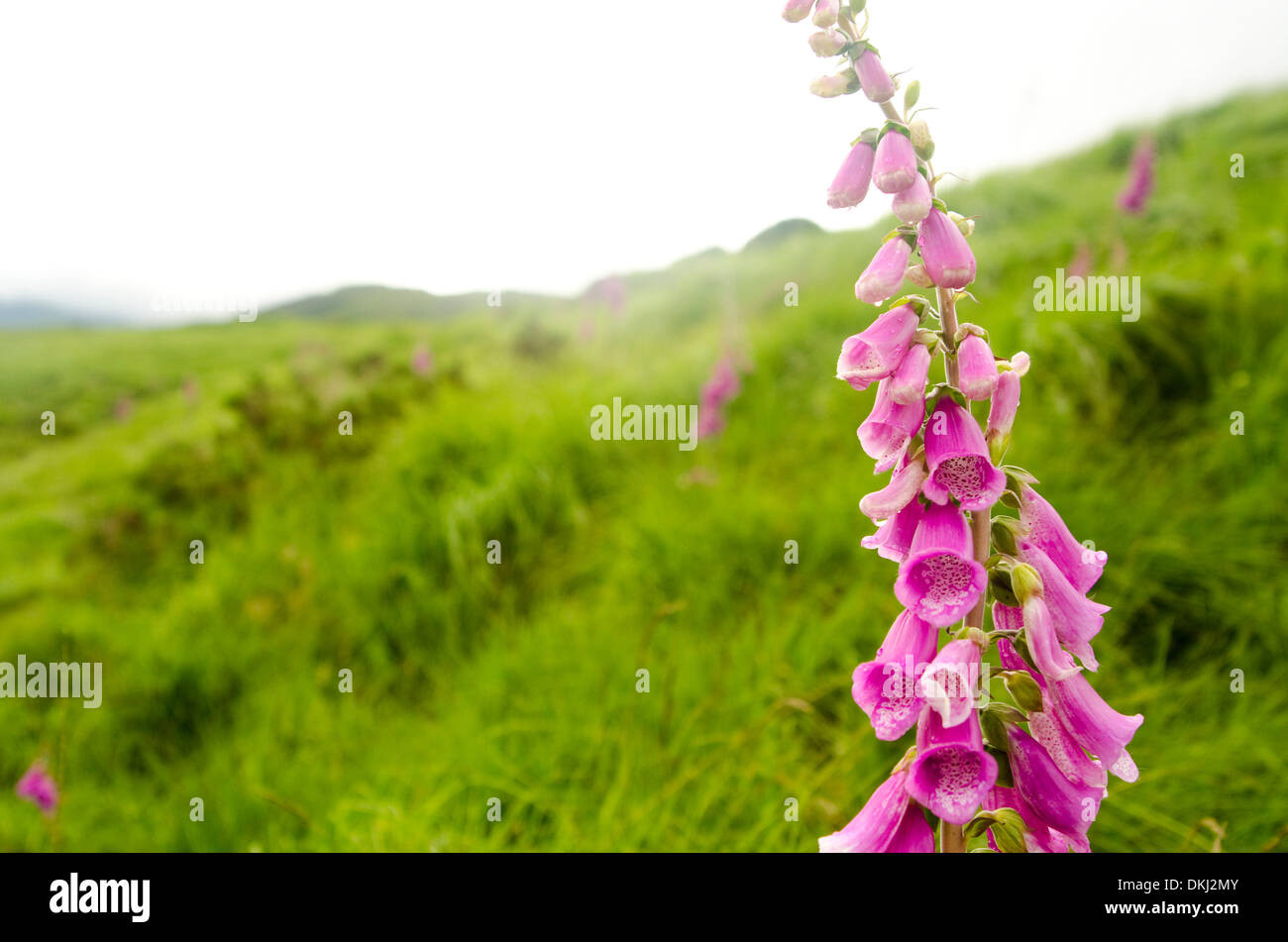 Snowdonia plants hi-res stock photography and images - Alamy