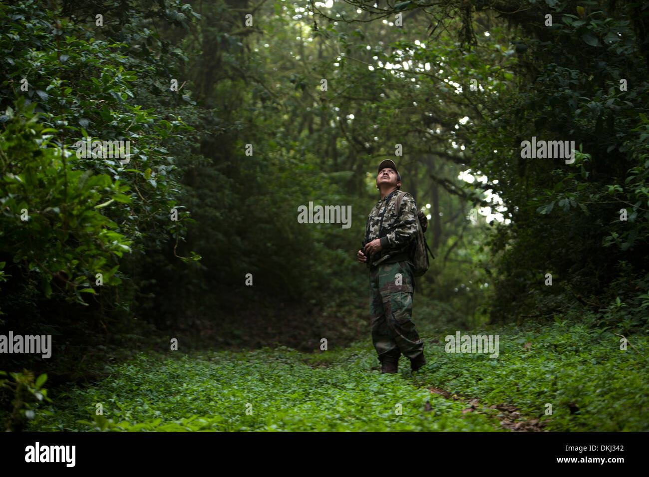 A forest ranger walks in a trail in El Triunfo Biosphere Reserve in the ...