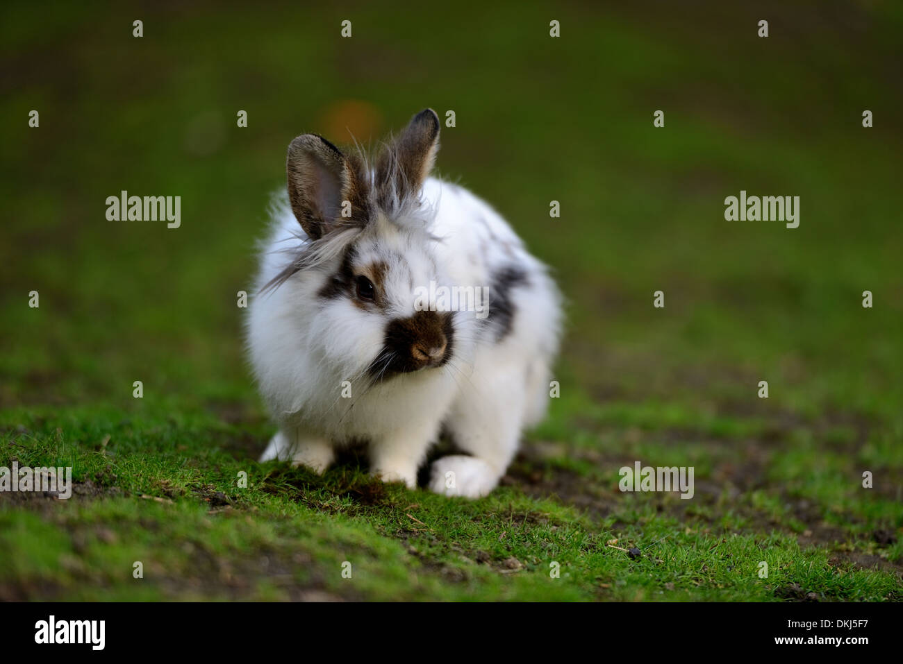 Fluffy white bunny rabbit with brown and black spots Stock Photo - Alamy