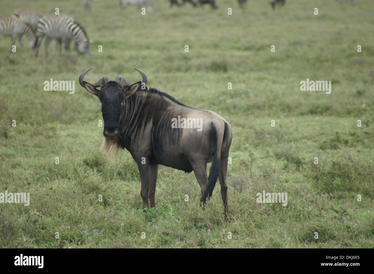 Gnus cookers hi-res stock photography and images - Alamy