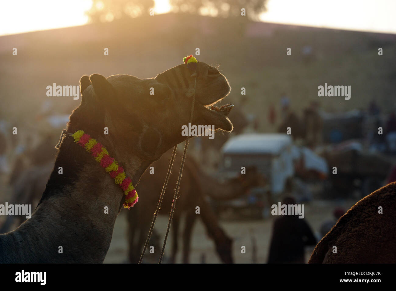Pushkar, India. 21st Nov, 2012. The traditional camel market in the ...