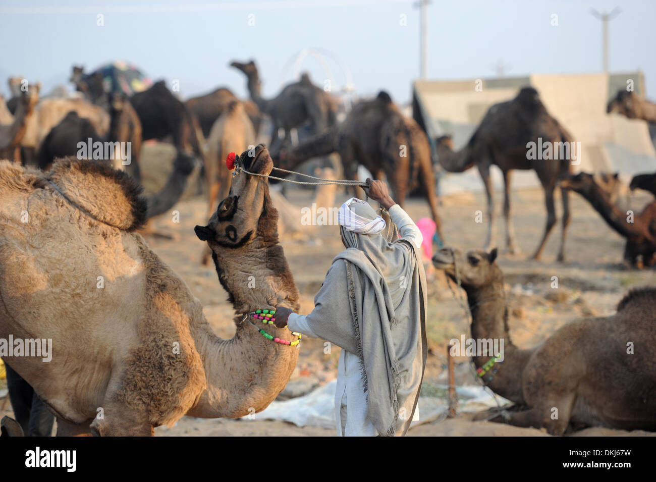 Shepherd and a camel in the desert hi-res stock photography and images ...