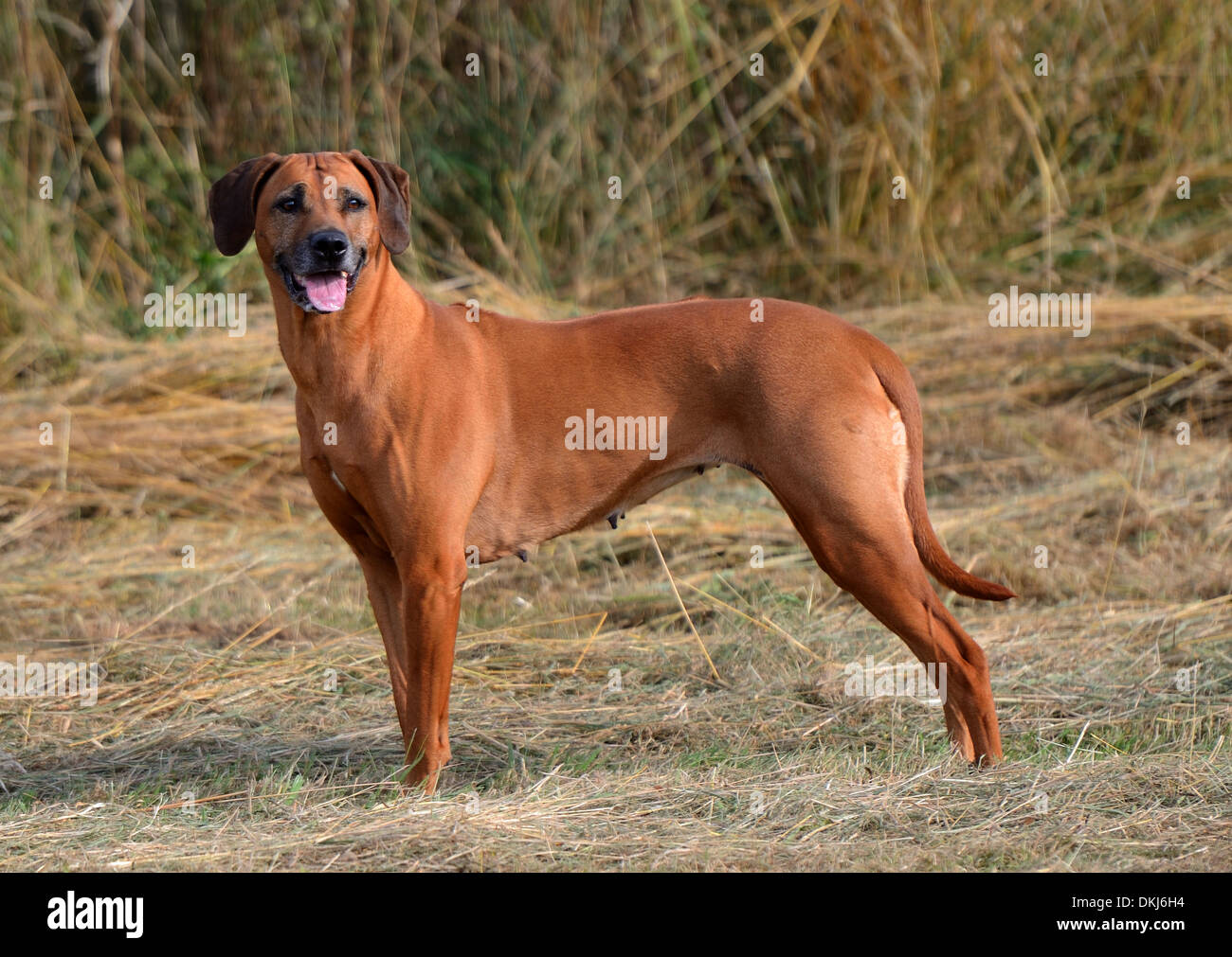 Rhodesian Ridgeback hound dog stood in a grassy field Stock Photo - Alamy
