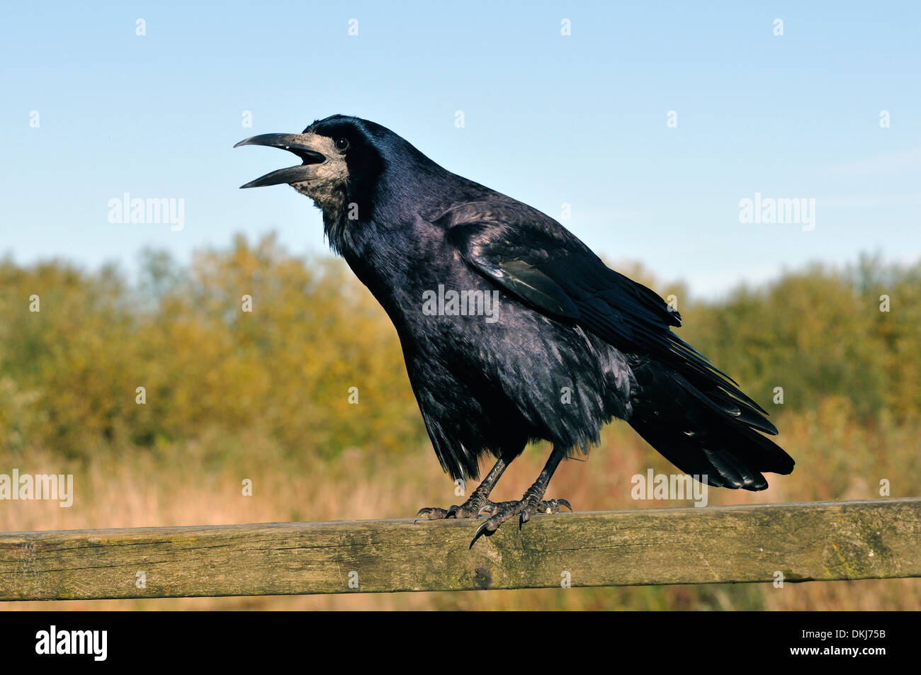 Rook with open beak hi-res stock photography and images - Alamy