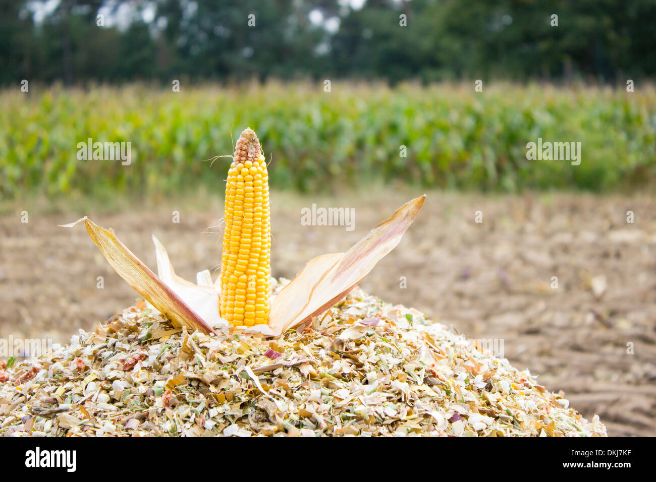 Maize chopping hi-res stock photography and images - Alamy