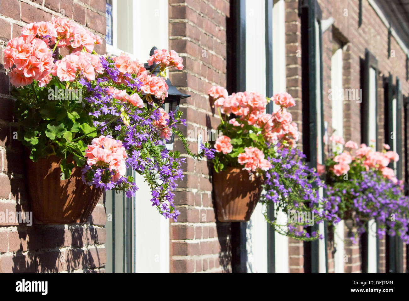 Geraniums lobelia hi-res stock photography and images - Alamy