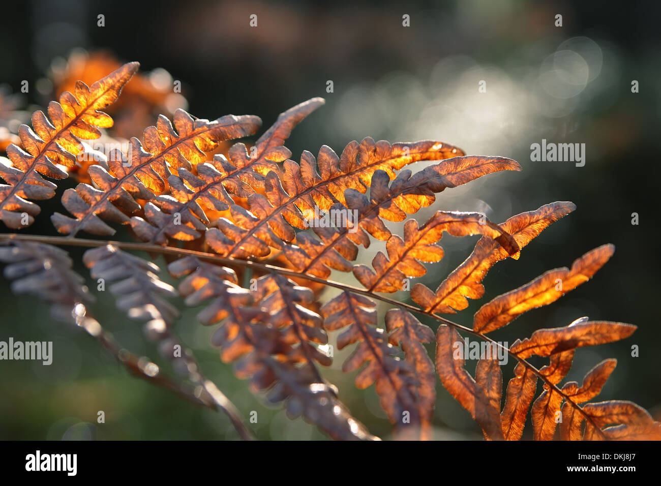 Autumn fern hi-res stock photography and images - Alamy