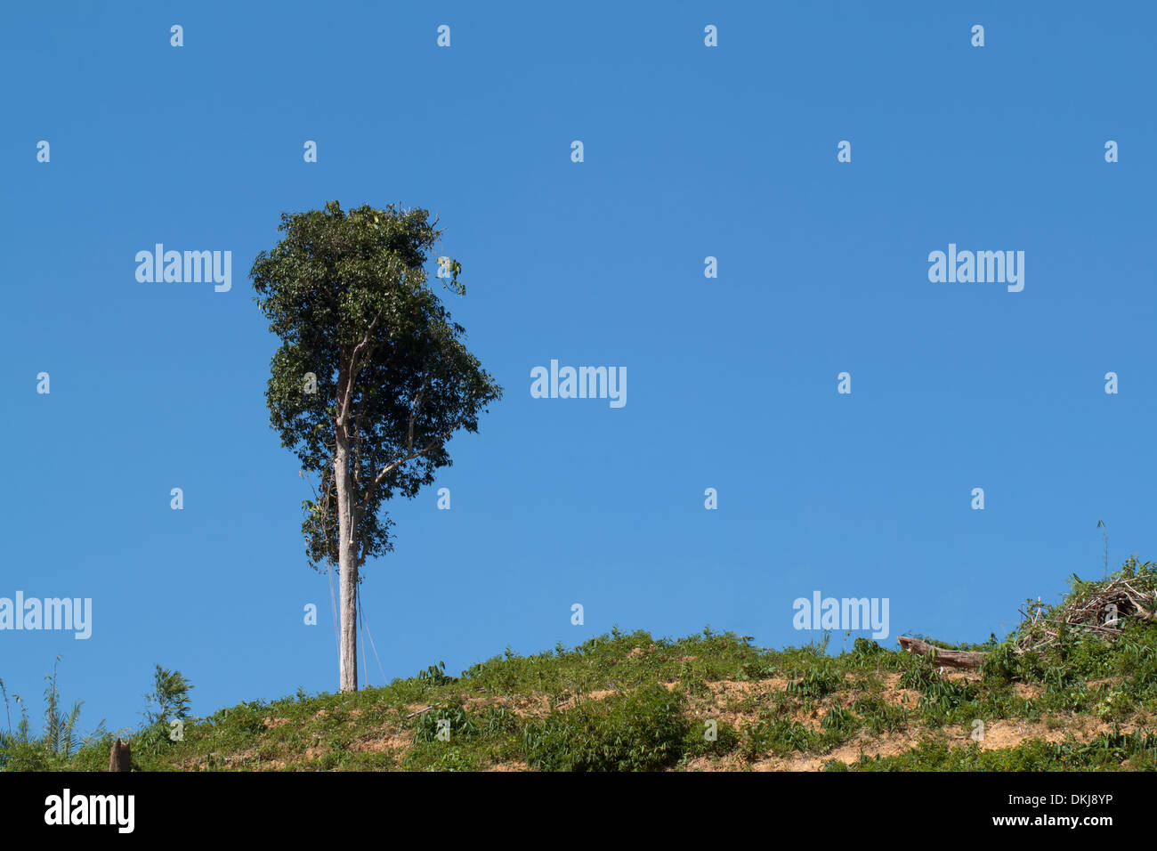 One tree on hill hi-res stock photography and images - Alamy
