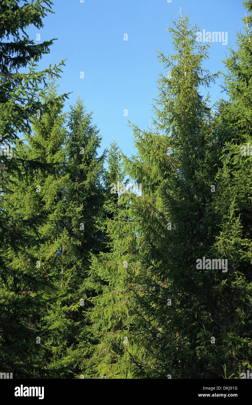 Spruce stem hi-res stock photography and images - Alamy